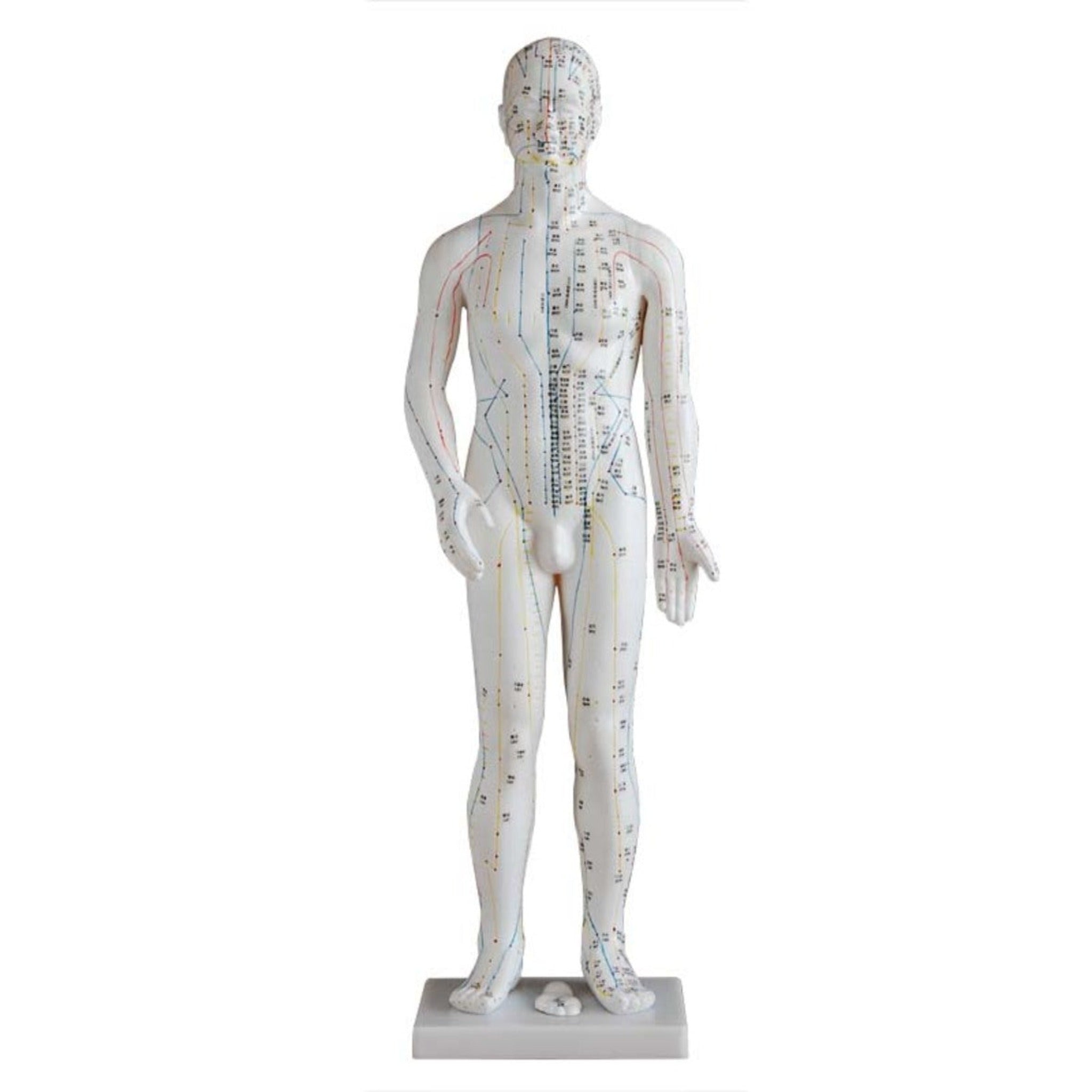 70CM Male Human Body Acupuncture Point Model – RightBest Medical Device ...