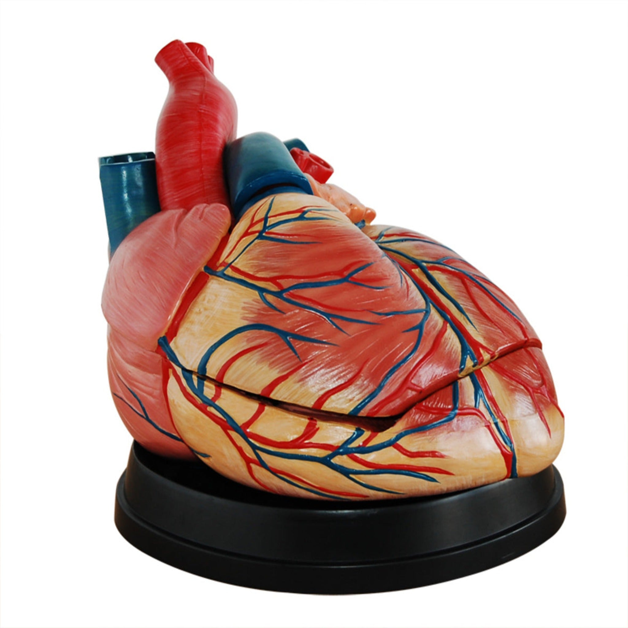 New Style Jumbo Heart Model – RightBest Medical Device Limited